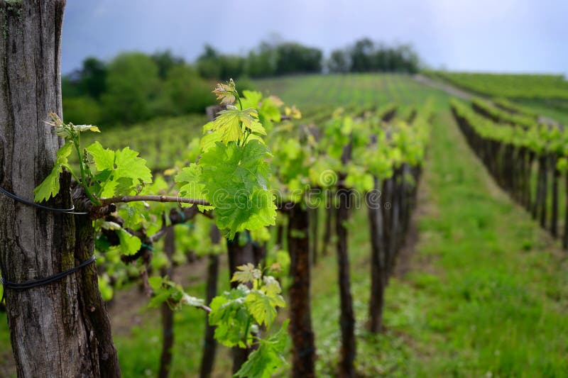 Vine Branch with Blossoms Ine Early Spring in Vineyard Stock Photo ...