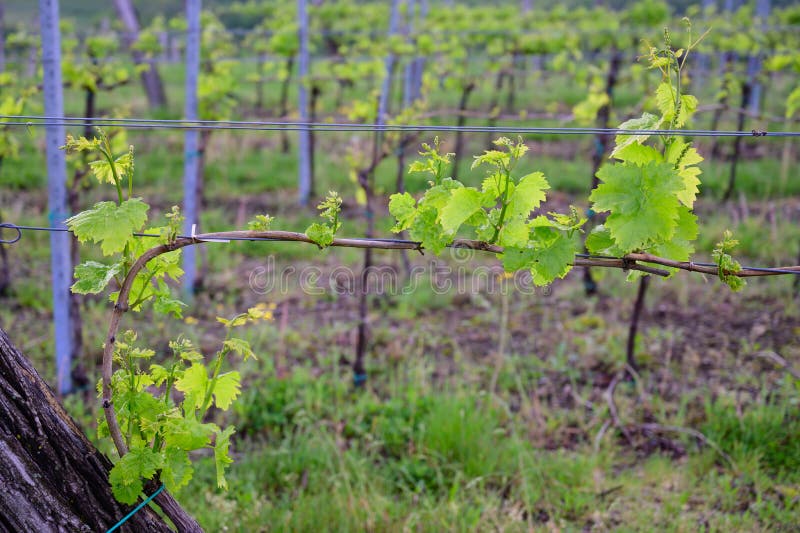 Vine Branch with Blossoms Ine Early Spring in Vineyard Stock Photo ...