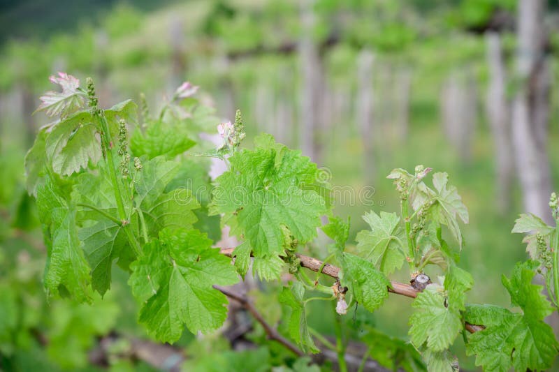 Vine Branch with Blossoms Ine Early Spring in Vineyard Stock Image ...
