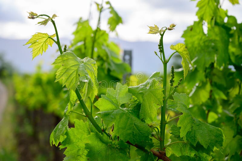 Vine Branch with Blossoms Ine Early Spring in Vineyard Stock Photo ...