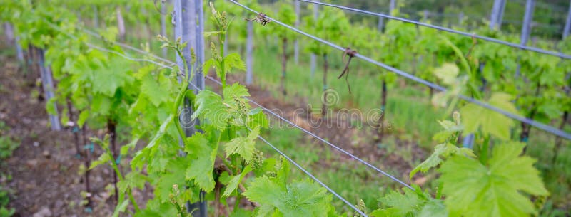Vine Branch with Blossoms Ine Early Spring in Vineyard Banner Size ...
