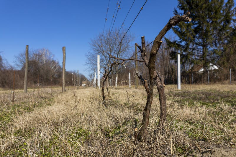 Vine Branch in Vineyard at the Begning of Spring Stock Photo - Image of ...