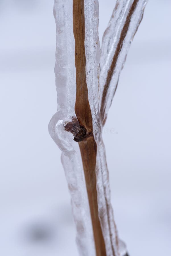 Vine Branches Encapsulated in Ice Stock Photo - Image of farm, glazed ...