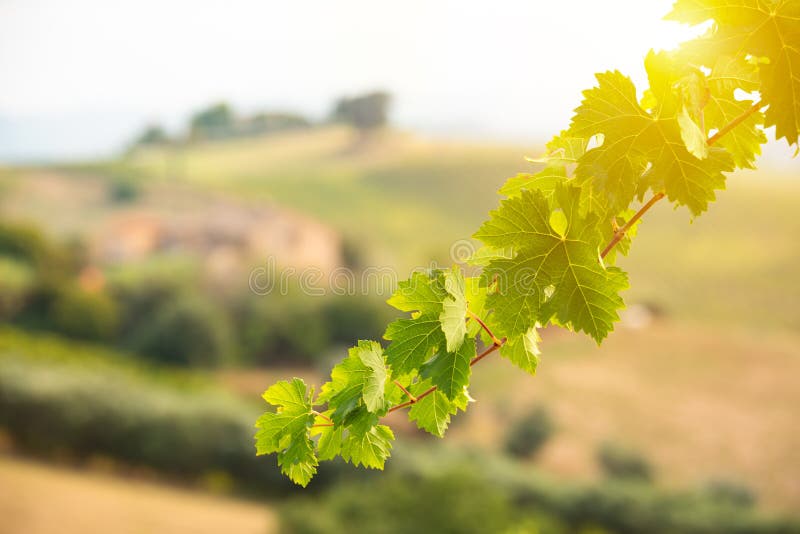 Vine Branches and Leaves in Vineyard Stock Photo - Image of harvest ...