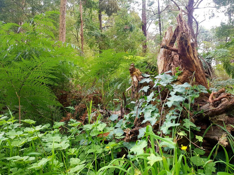 Vine Climbing a Old Tree Stump Shot from Low Angle Stock Image - Image ...