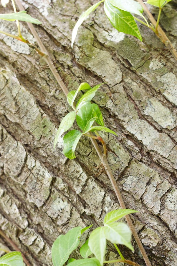 Vine Climbing Up a Large Tree Stock Photo - Image of nature, large ...