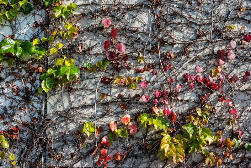 Vine climbing a wall stock image. Image of blooming, grow - 64261739