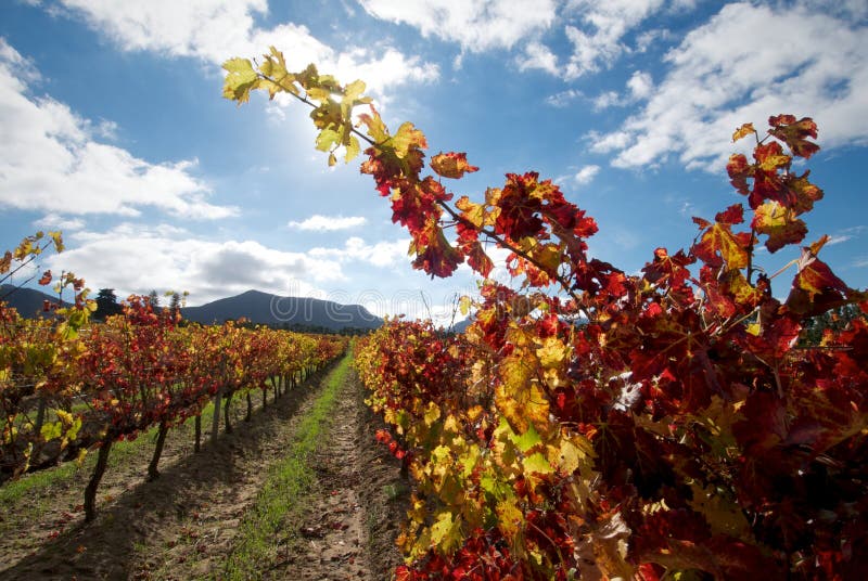 Vine colors stock photo. Image of town, constantia, autumn - 14739104