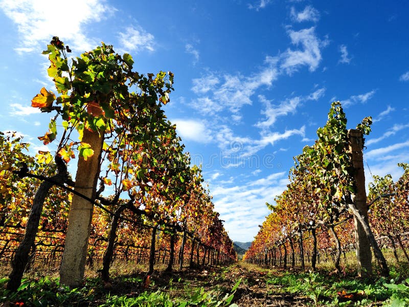 The Vine with the Colors of Autumn Stock Photo - Image of earth, clouds ...