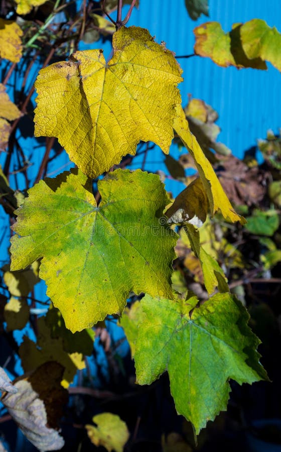 The Vine with the Colors of Autumn Stock Photo - Image of earth, clouds ...