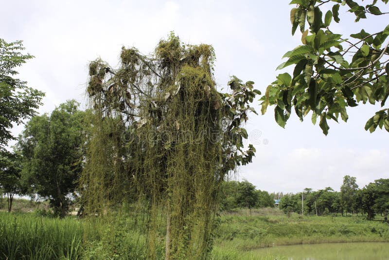 Vine cover tree stock image. Image of languish, tree - 92809197