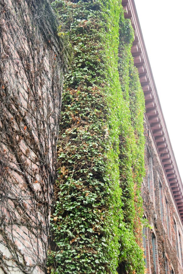 Vine Covered Brick Building Stock Image - Image of vine, square: 50536465