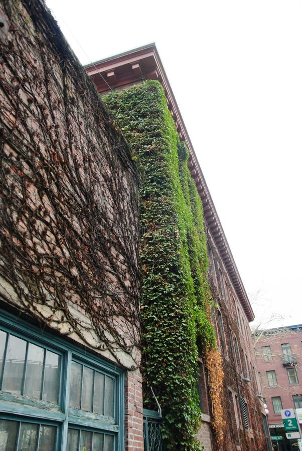 Vine Covered Brick Building Stock Image - Image of vine, square: 50536465