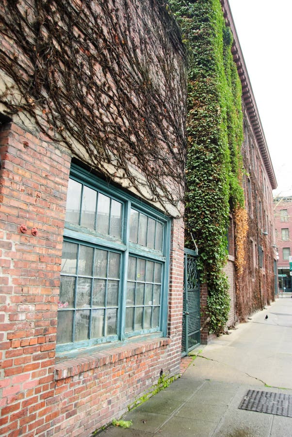 Vine covered rock wall stock photo. Image of wall, vine - 1069398