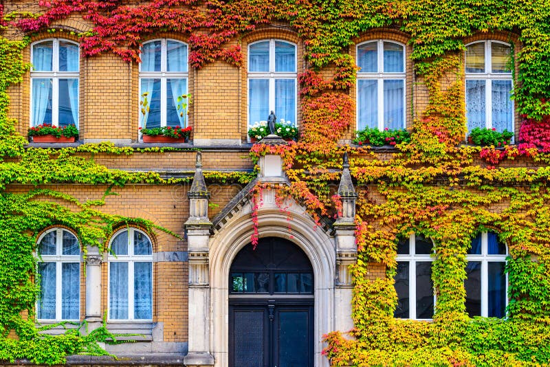 Vine Covered Brick Building Stock Photo - Image of vine, brick: 50536456