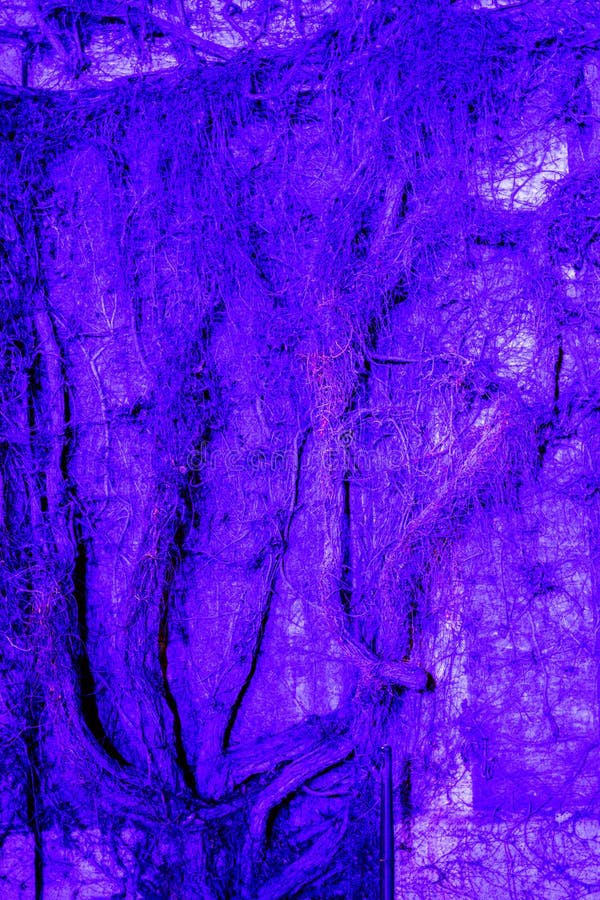 Vine Covered Building stock image. Image of vine, structure - 301562243