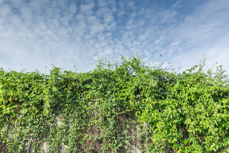 Vine covered construction stock image. Image of instrument - 57047311