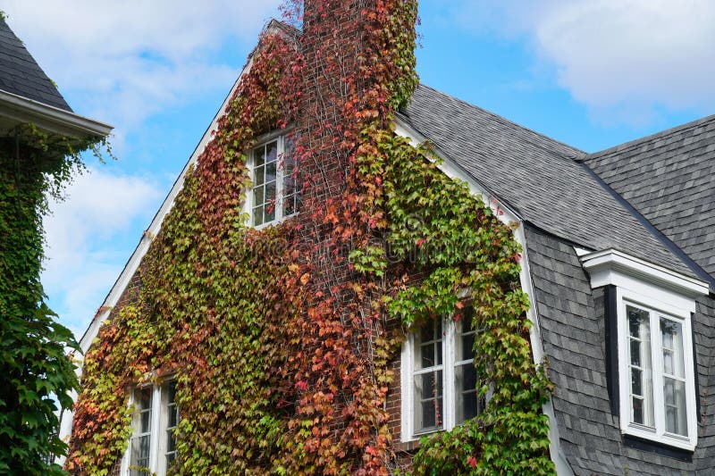 Vine covered gable stock photo. Image of leaves, vine - 293598410