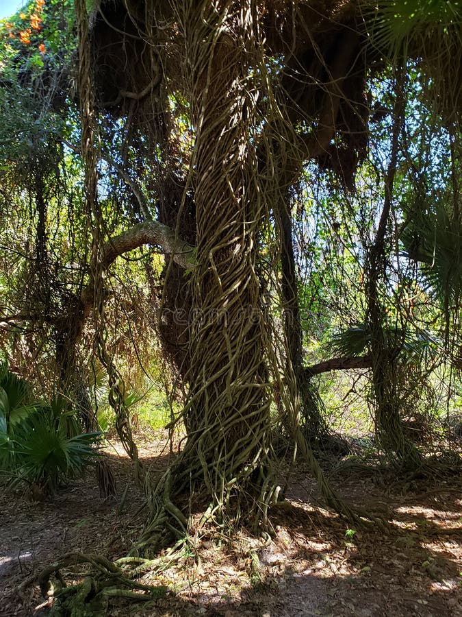 Vine covered tree stock photo. Image of wilderness, plant - 216969318