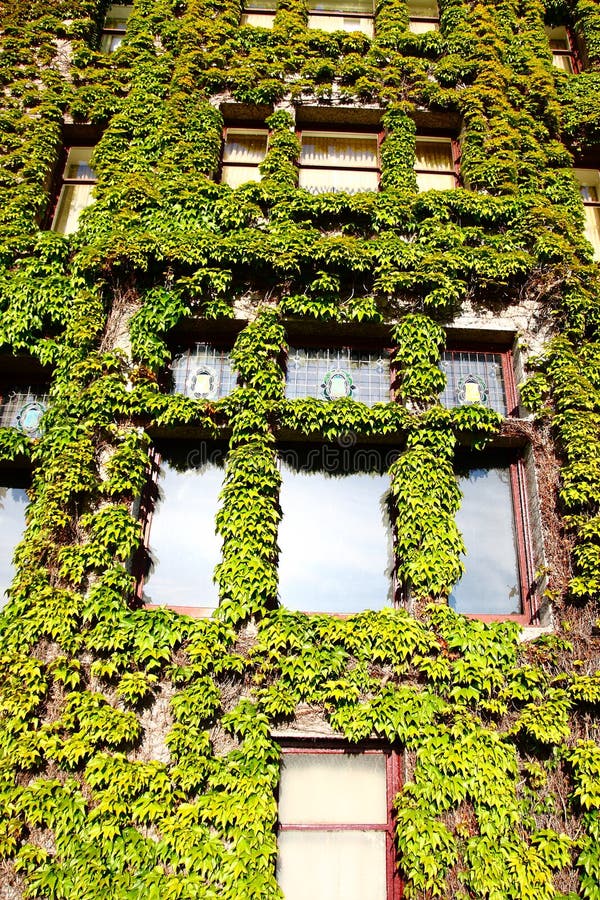 Vine Covered Wall with Windows Stock Image - Image of wall, details ...
