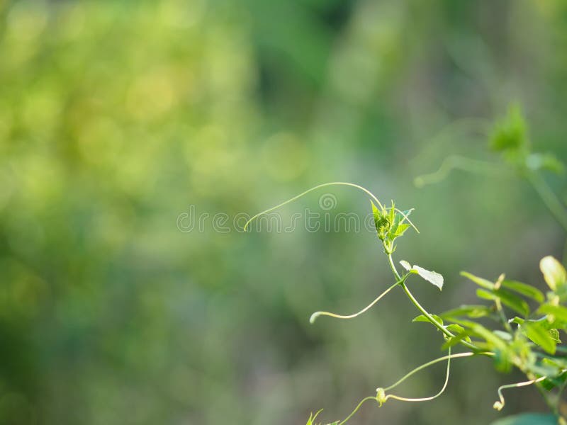 Vine Creeping Plant Climber Green Leaf Blur Nature Background Space for ...