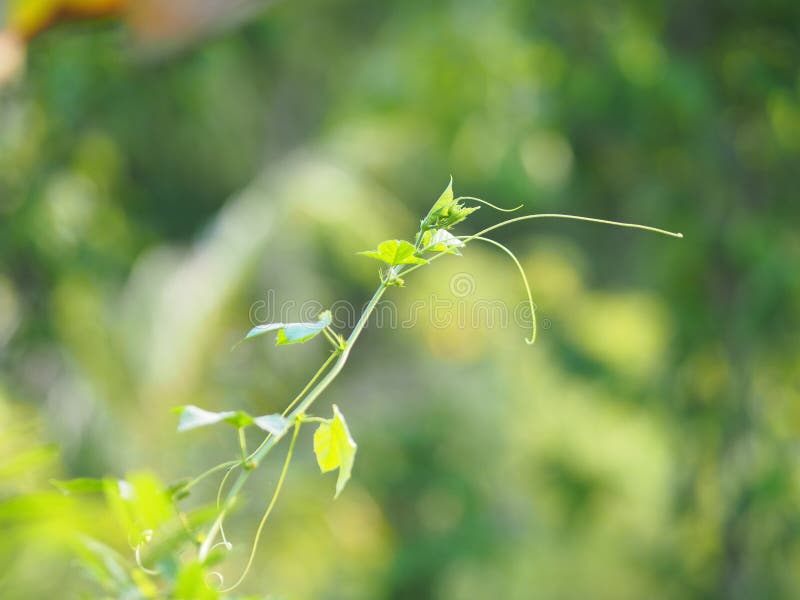 Vine Creeping Plant Climber Green Leaf Blur Nature Background Space for ...