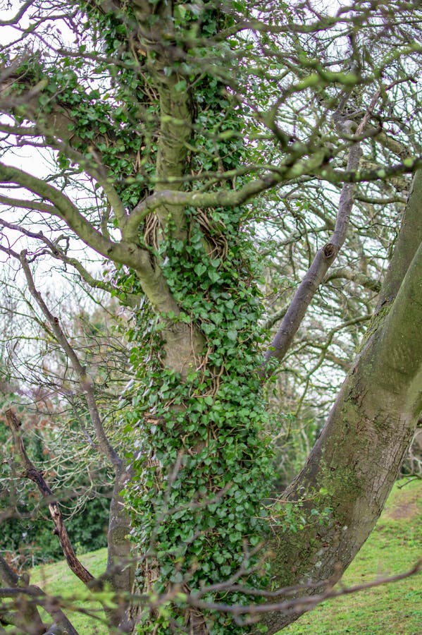 The Vine Creeping on the Tree Trunk and Moss on Its Stems Stock Photo ...