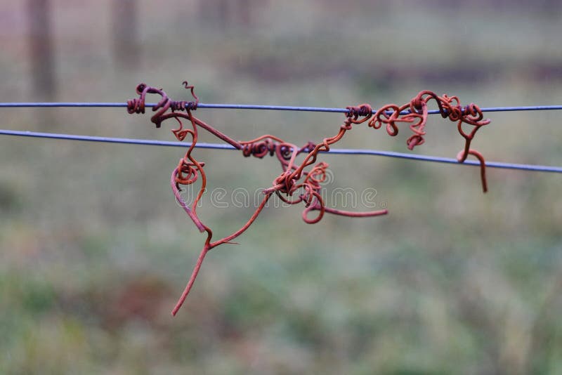 Vine crook on wire stock image. Image of grapevine, fence - 105226707