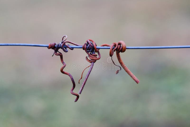 Vine crook on wire stock image. Image of fence, urly - 105226737