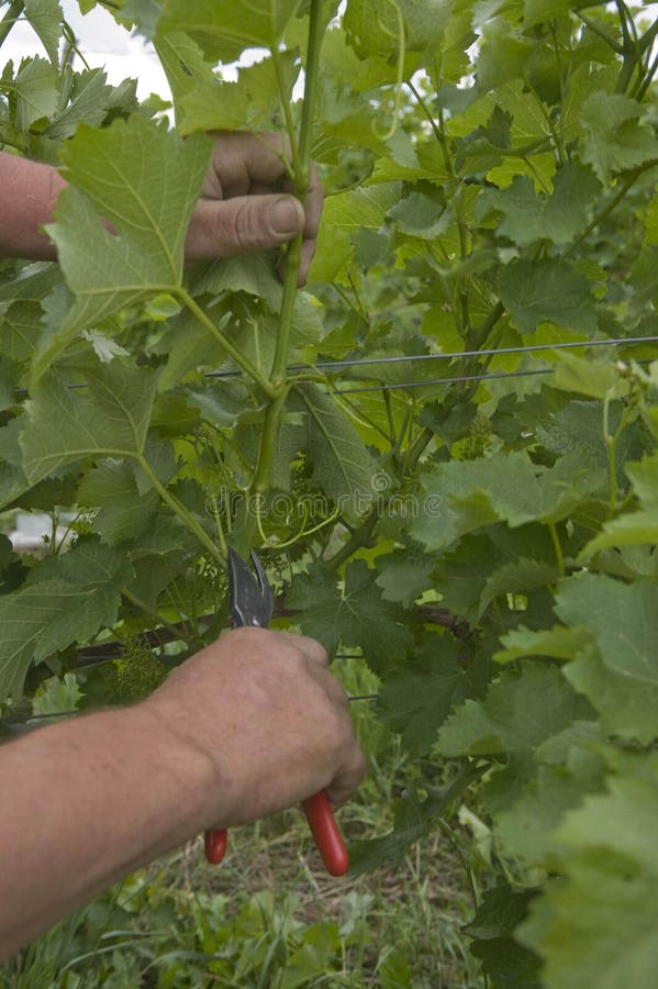 Vine cutting on a vineyard stock photo. Image of harvest - 181957490