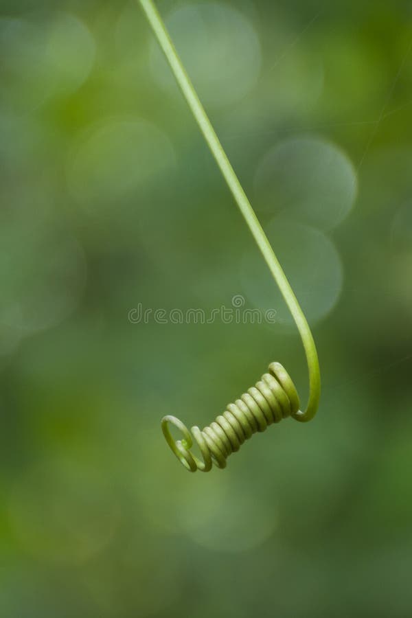 Creeping Vector Stock Photos - Free & Royalty-Free Stock Photos from ...