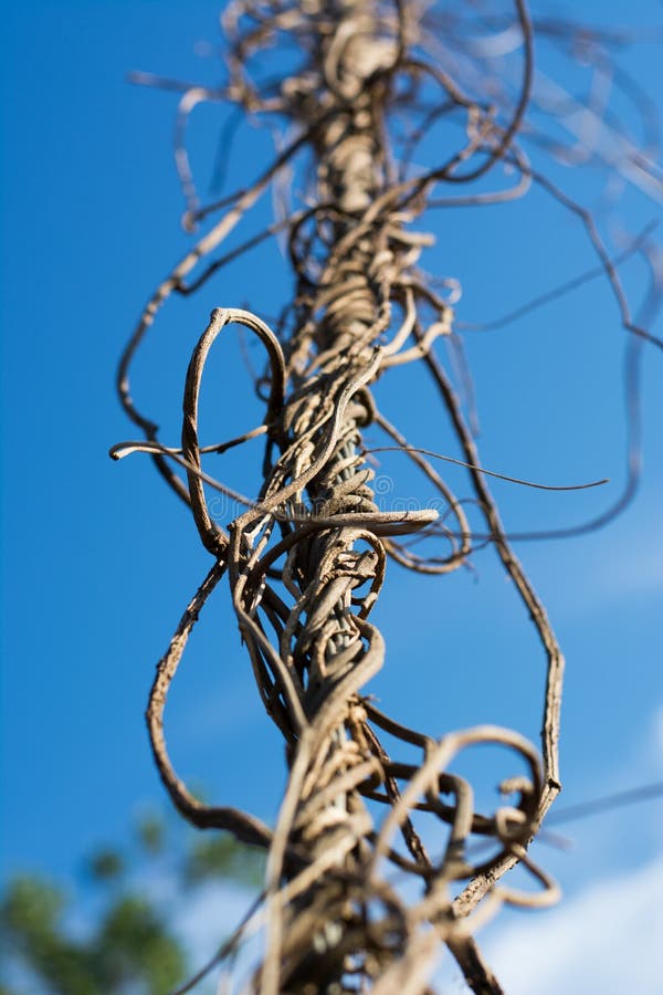 Old Vines Wrapped Around Tree Stock Photos - Free & Royalty-Free Stock ...