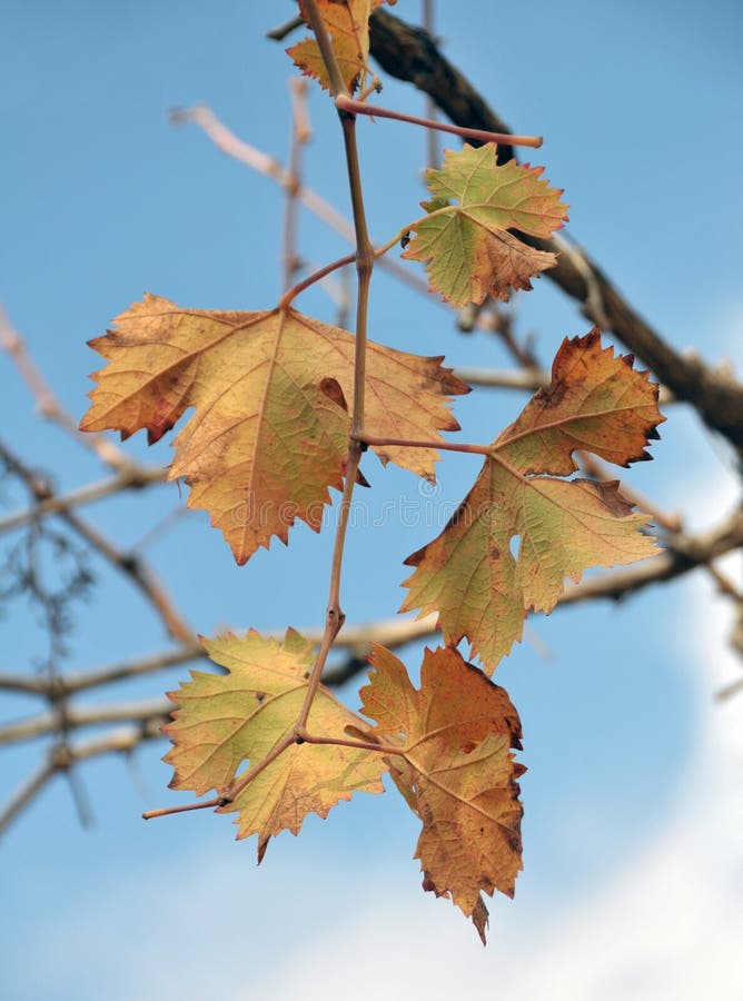 Vine in fall stock image. Image of green, vine, foliage - 13199207