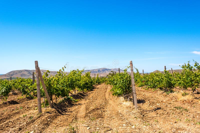 Vineyard stock image. Image of country, winery, italy - 154351877