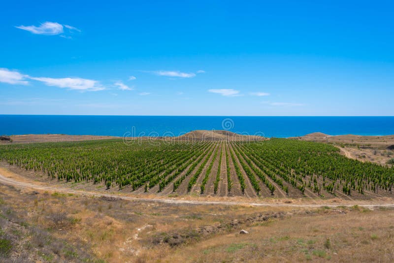 Vineyard stock photo. Image of plant, summer, countryside - 154351906
