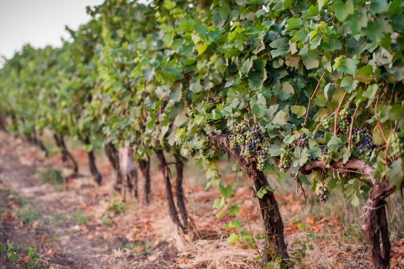 Vine in the field stock image. Image of scenic, fields - 85404605