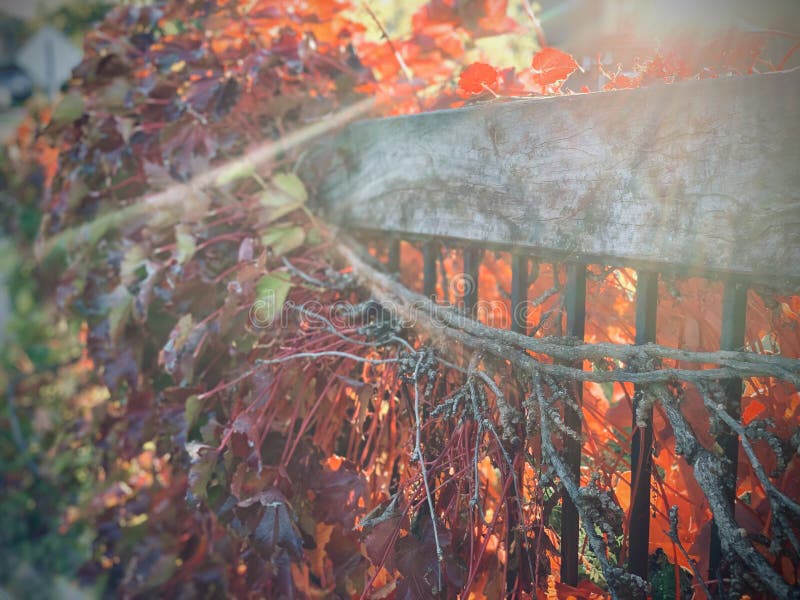 Vine on the fire stock image. Image of fire, bridge - 179617297