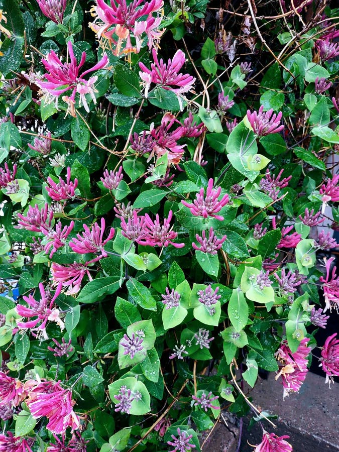 Vine flower stock photo. Image of yard, blossom, evergreen - 234419782