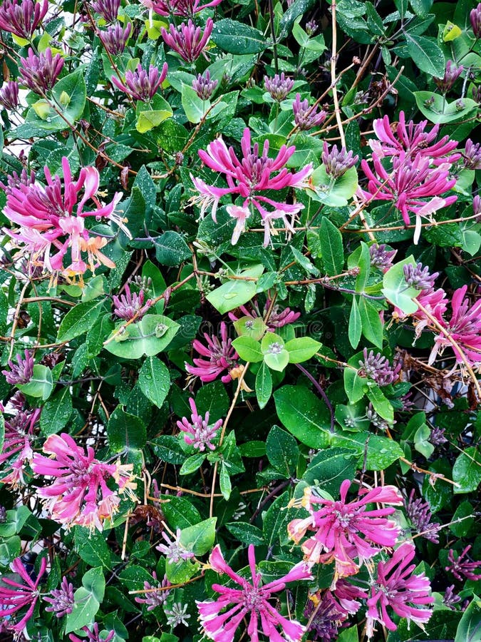 Vine flower stock image. Image of meadow, lilac, herb - 234419783