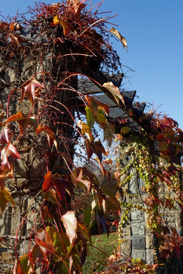 Vine on the Frame in Autumn Stock Photo - Image of wooden, vine: 162654884