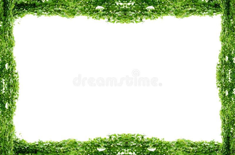Vine Frame Leaf Vine Isolates on a White Background Stock Photo - Image ...