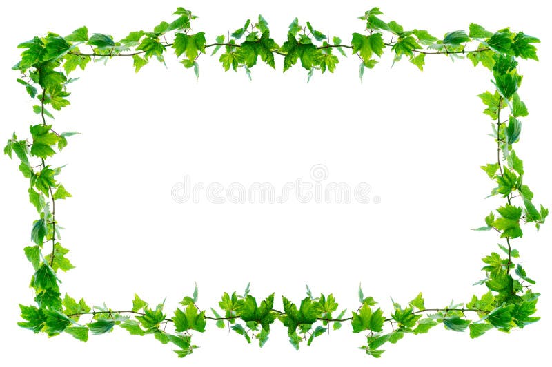 Vine Frame Leaf Vine Isolates on a White Background Stock Image - Image ...
