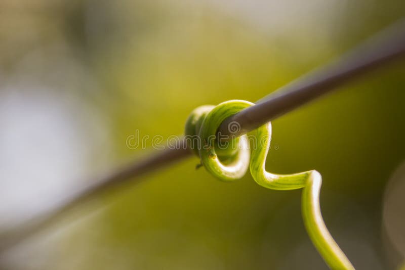 Vine Grabing Wire with Loops Stock Image - Image of loop, loops: 179233859