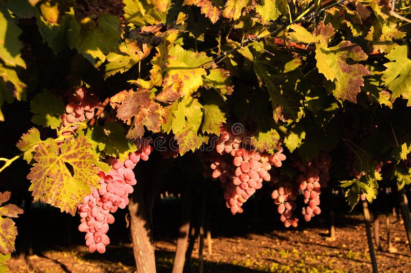 Vine with grape stock photo. Image of wine, bunch, grape - 7046270