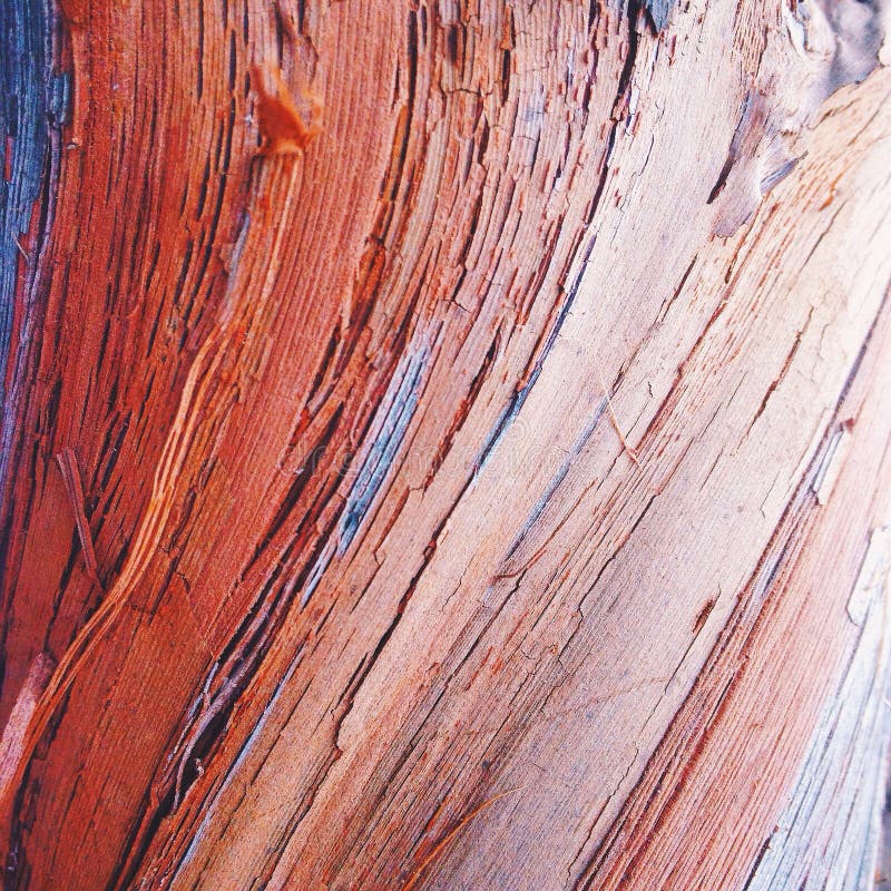 Vine grape tree stock image. Image of wood, vine, grape - 49965617