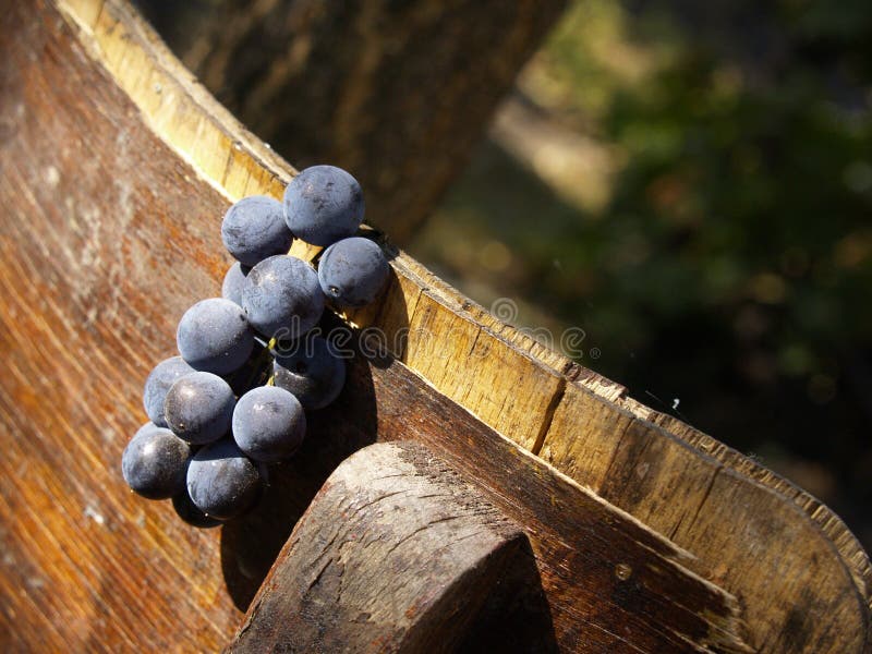 Bundle of Grapes stock photo. Image of tuscany, italy, purchase - 67096
