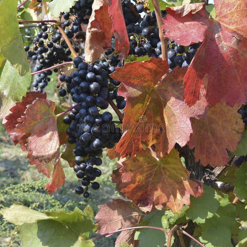 Blaufränkisch Grapes Stock Photos - Free & Royalty-Free Stock Photos ...