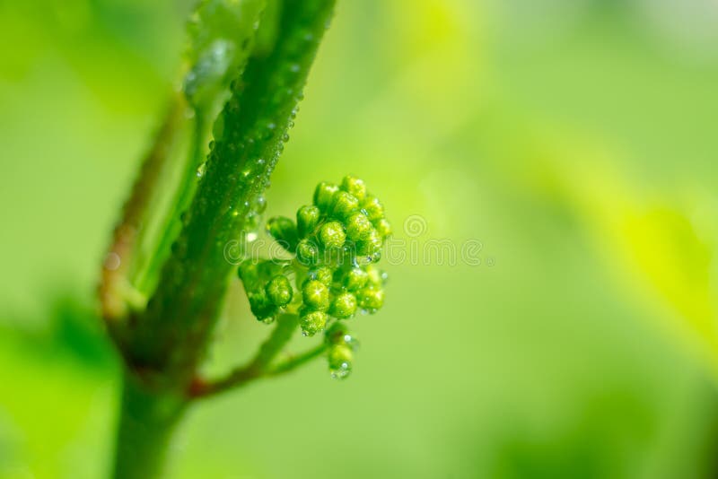Vine Grapes with Water Drops in Spring Stock Image - Image of blooming ...