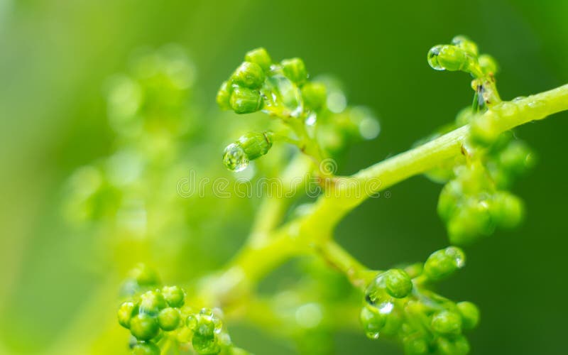Vine Grapes with Water Drops in Spring Stock Photo - Image of closeup ...