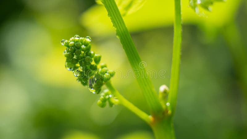 Vine Grapes with Water Drops in Spring Stock Image - Image of drop ...